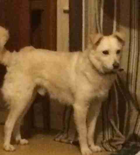 Oski – 1 year old male Golden Retriever cross Spitz dog for adoption