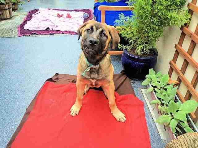 Mayhew Animal Home - Dogs for Adoption - dogsblog.com - Page 8 of 106