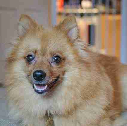 Annie - 4 year old female German Spitz available for adoption