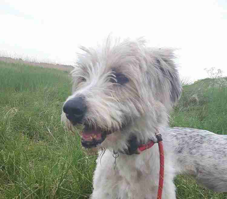 Antonia – 8-9 year old female Mioritic Shepherd dog for adoption