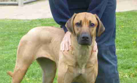 Summer - 7 month old female Rhodesian Ridgeback available for adoption