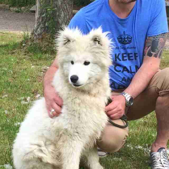 Samuel - 1 year old male Samoyed Cross available for adoption