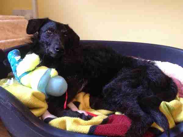 The Oldies Club - Dogs for Adoption - dogsblog.com - Page 15 of 51