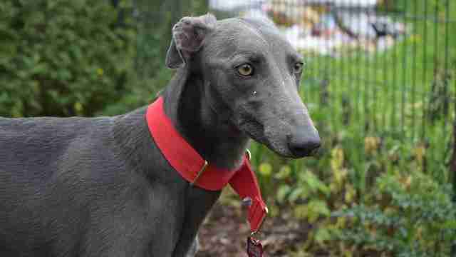 Bluey - 2 year old male Greyhound cross Whippet available for adoption