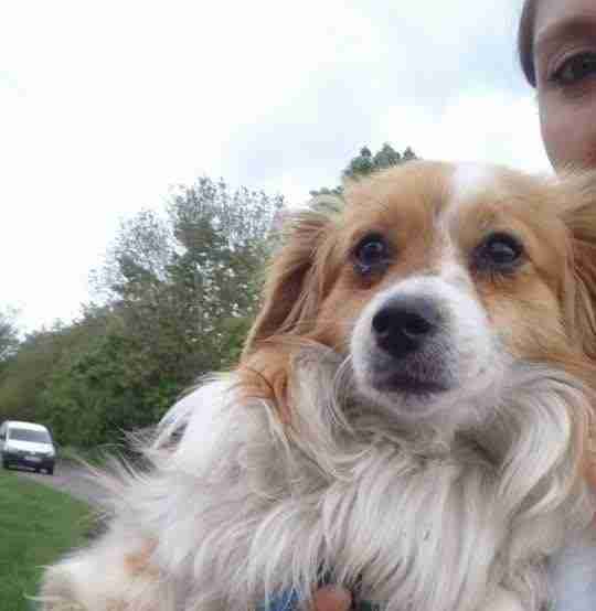 Beacon Animal Rescue Centre (BARC) - Dogs for Adoption - dogsblog.com