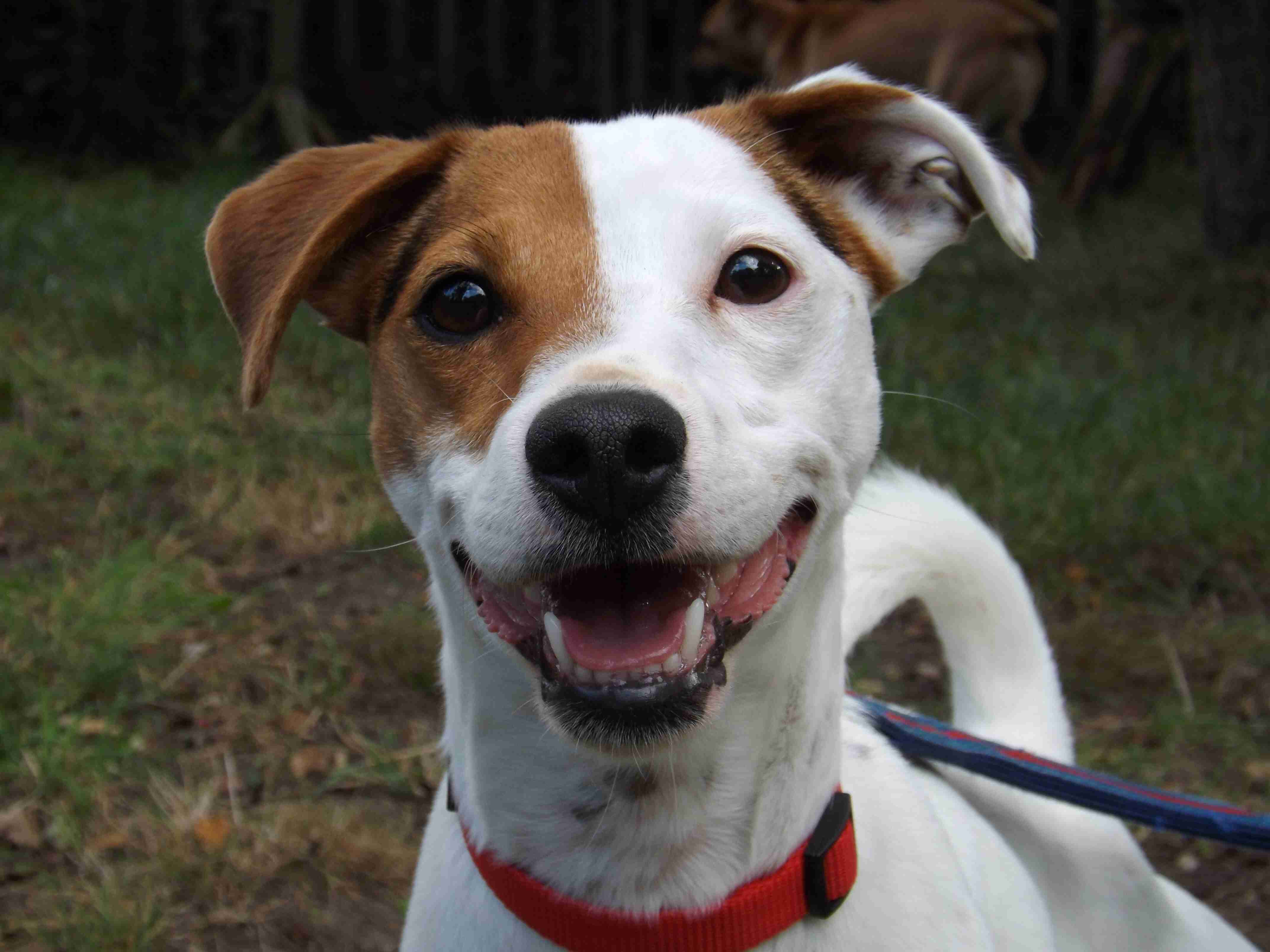 Dog Adoption Advice Dogs for Adoption and Rescue