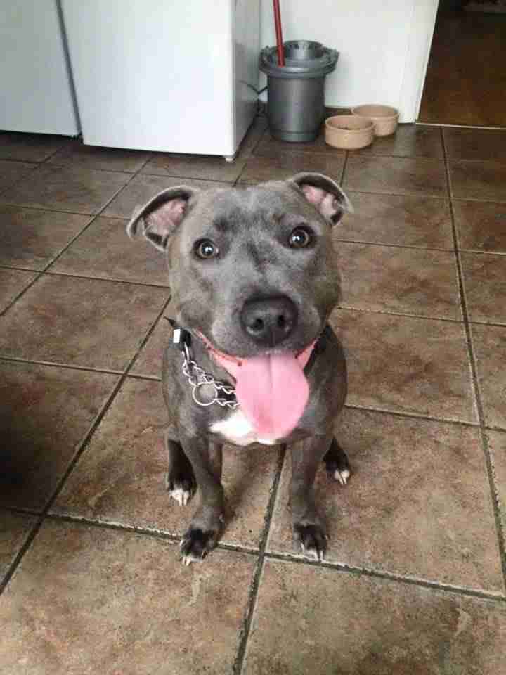 Balloo - 3 year old male Staffordshire Bull cross Whippet available for ...
