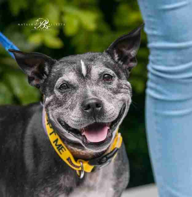 All Dogs Matter London - Dogs for Adoption - dogsblog.com - Page 62 of 299