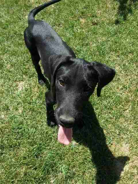 SOS Balkan Dogs - Dogs for Adoption - dogsblog.com