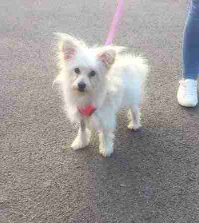 Zira - 7 month old female Japanese Spitz cross Toy Poodle available for ...