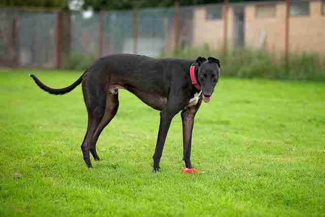 Northern Greyhound Rescue - Dogs for Adoption - dogsblog.com - Page 6 of 15