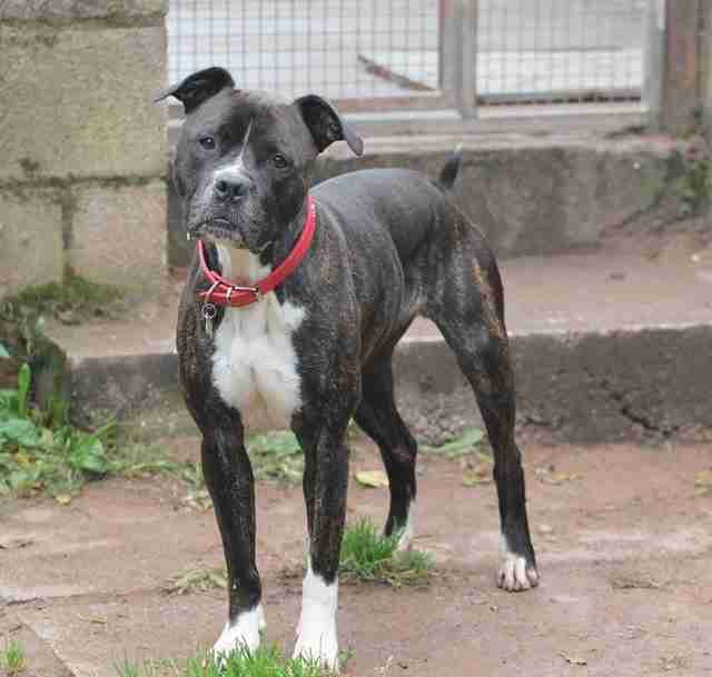 Staffy Cross American Bulldog Puppy Shop 1692831182