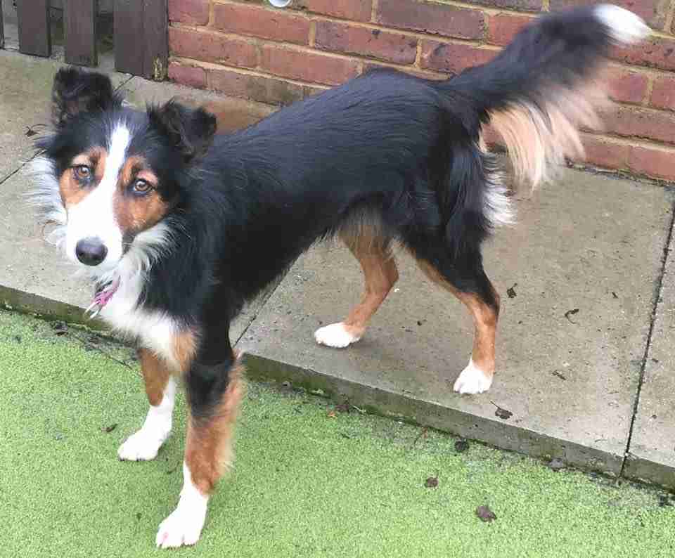 Pixie - 3 year old female Border Collie available for adoption