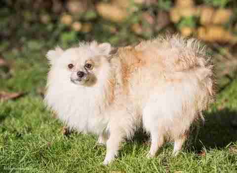 Ritzy - 3 year old male German Spitz cross Pomeranian available for ...