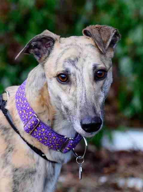 Bark Inn Greyhound Boarding and Rehoming Kennels West Midlands - Dogs ...