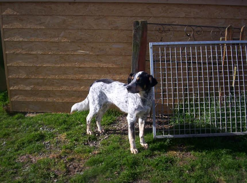 Erol - 1 year old male English Setter cross Pointer available for adoption