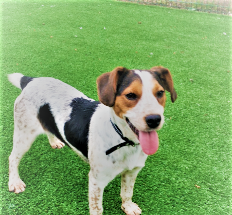 All Dogs Matter London - Dogs for Adoption - dogsblog.com - Page 51 of 299