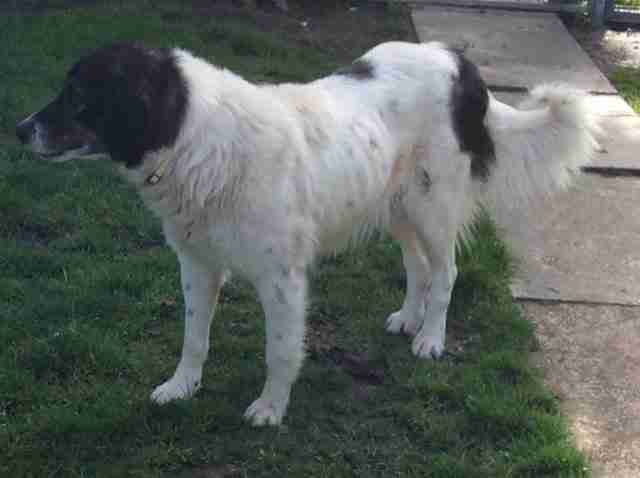 Daisy - 5 year old female Kangal Cross available for adoption