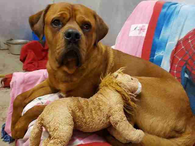 Peter - 4 year old male Dogue de Bordeaux cross Rottweiler available ...
