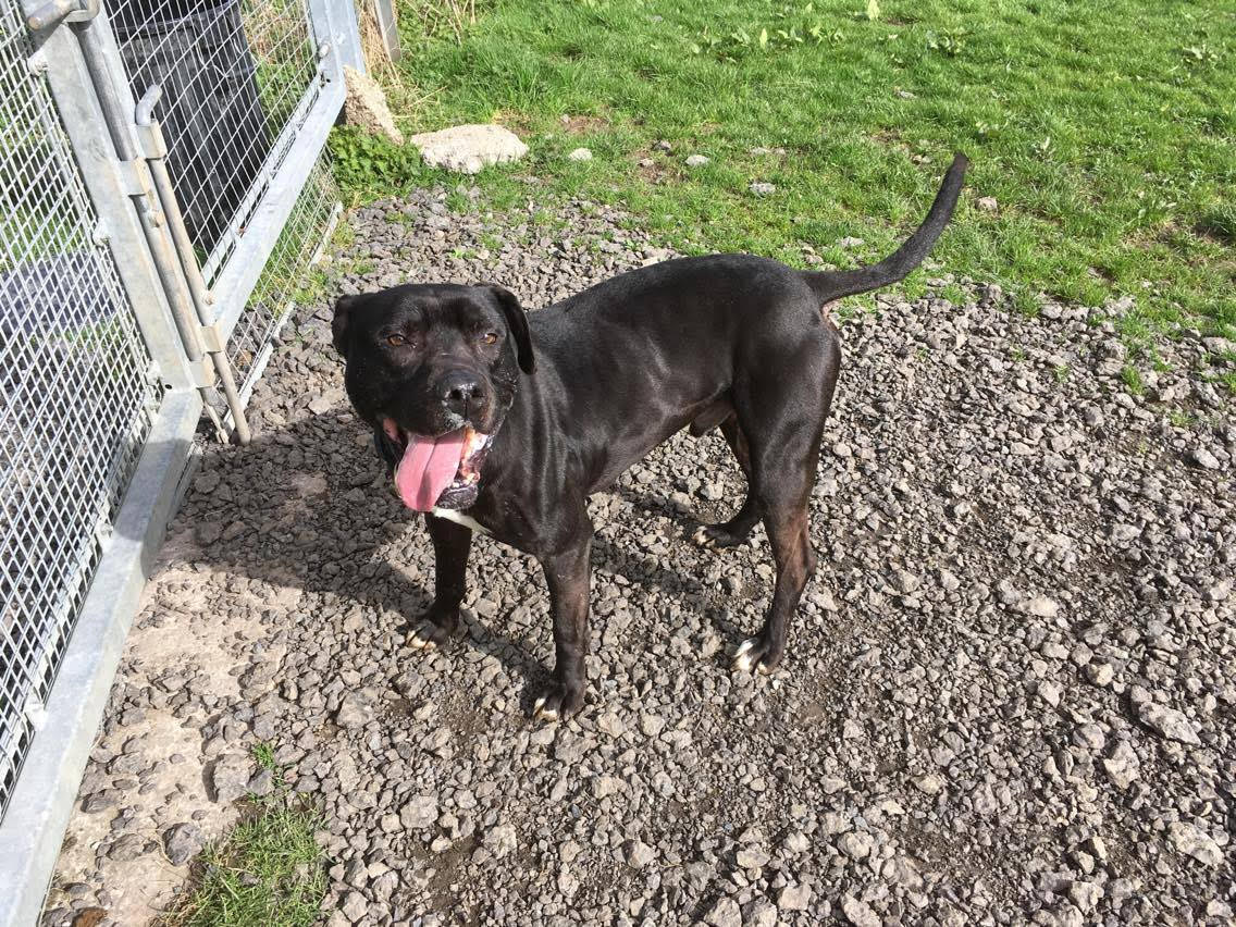 Guinness - 4 year old male Bull Lurcher available for adoption