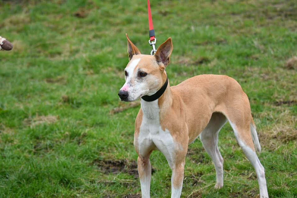 Ginny - 3-4 year old female Whippet Cross available for adoption