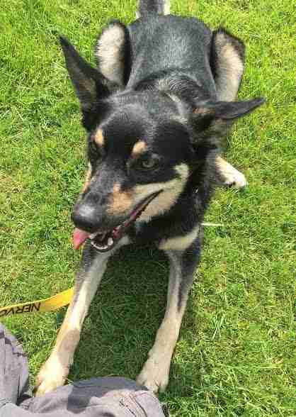 Ozzy - 3-4 year old male Australian Kelpie cross German Shepherd Dog ...