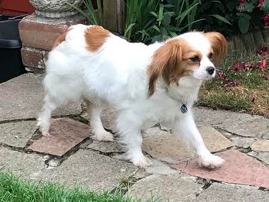 Piper - 5 year old female Cavalier King Charles Spaniel cross Papillon ...