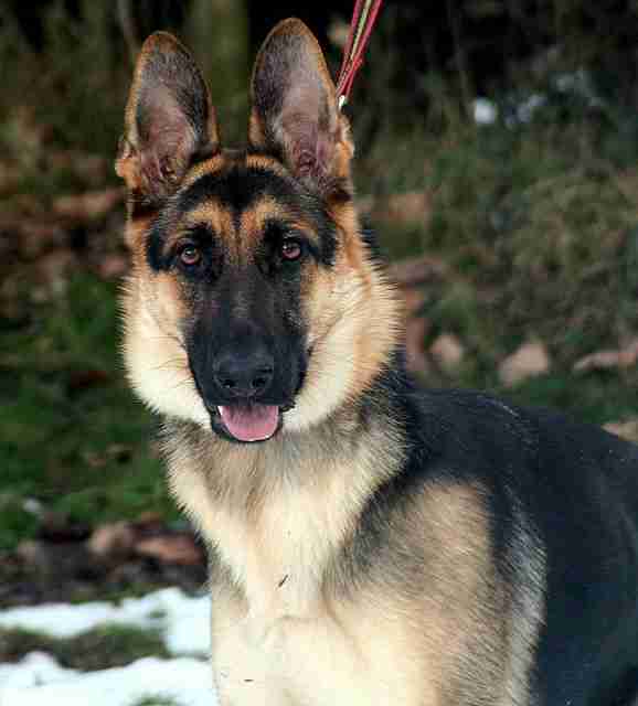 Fen - 1 year old female German Shepherd Dog available for adoption