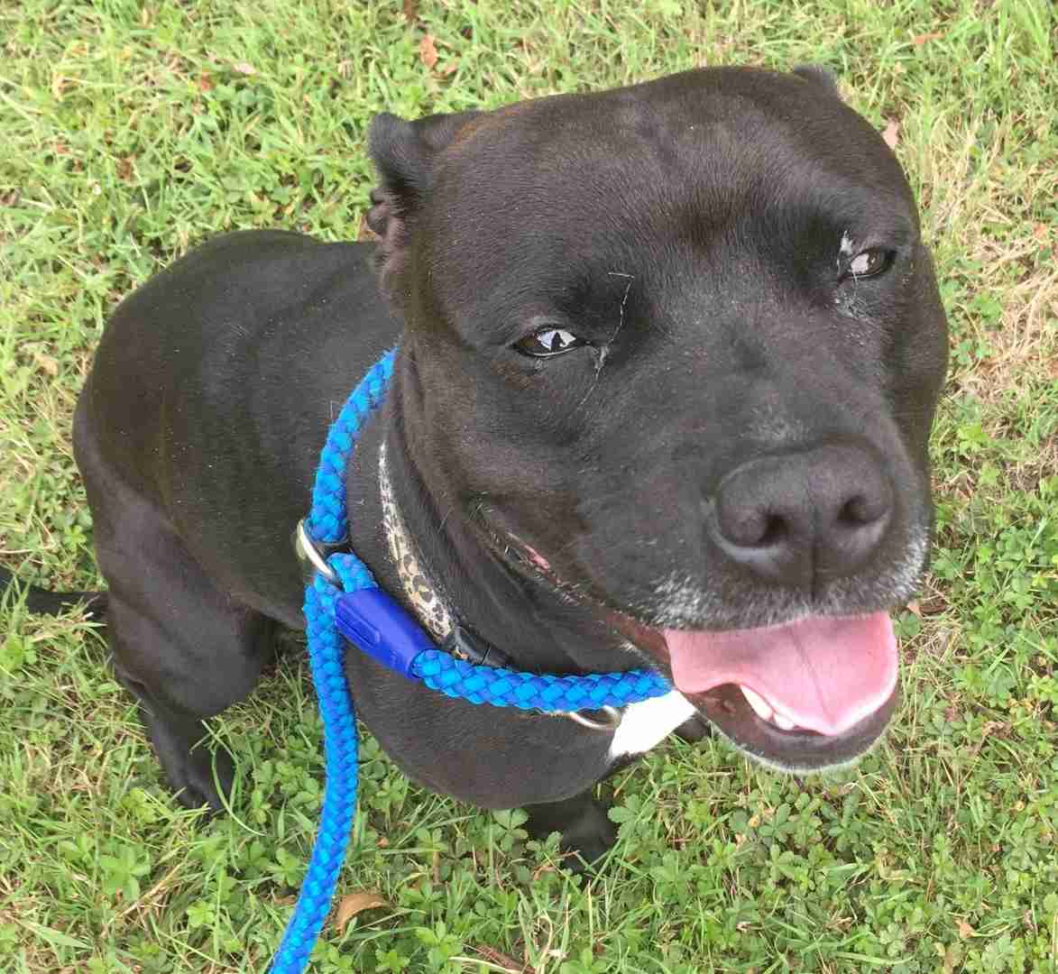 Chelsea - 7 year old female Staffordshire Bull Terrier available for ...