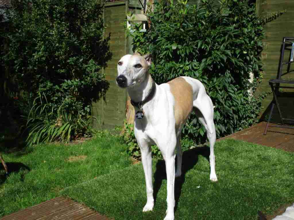 Comet - 3-4 year old male Saluki cross Whippet available for adoption