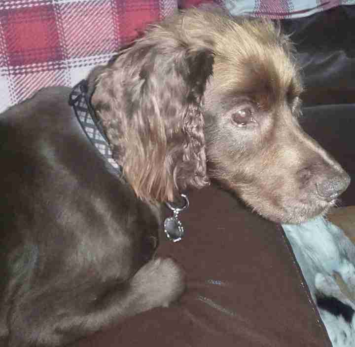 Mac – 10 year old male English Cocker Spaniel dog for adoption
