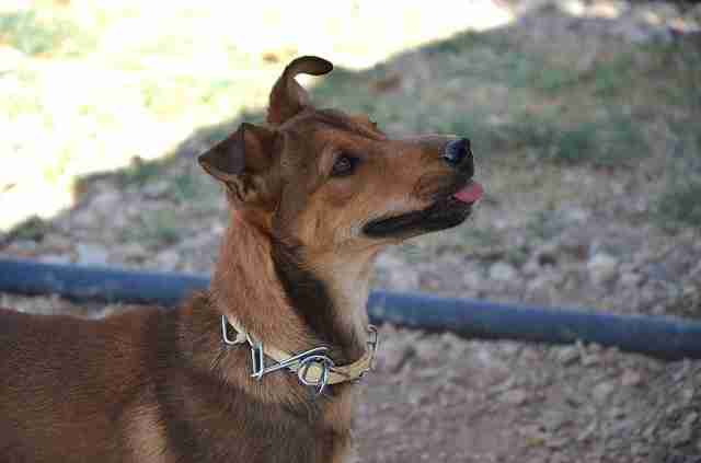 Harvey - 9 month old male Ibizan Hound (Podenco) Cross available for ...