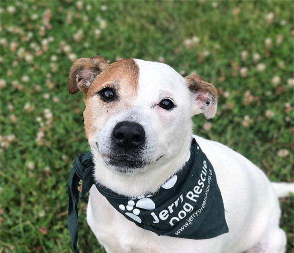 Jerry Green Dog Rescue Nottinghamshire - Dogs for Adoption - dogsblog ...