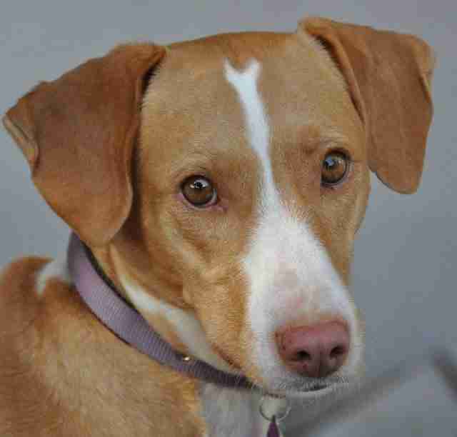 Stan - 4 year old male Ibizan Hound (Podenco) Cross available for adoption