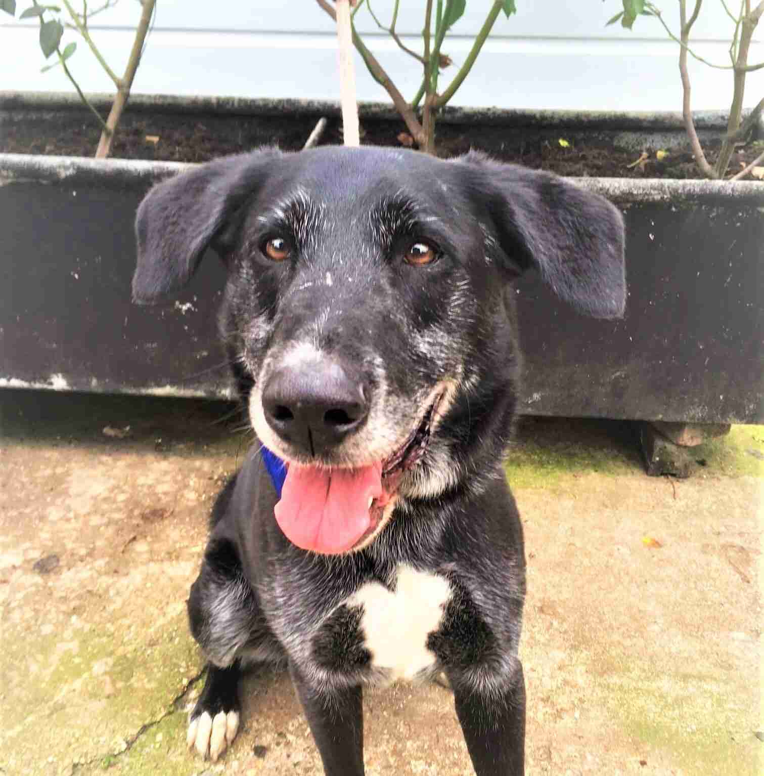Finley – 8 year old male Collie cross Labrador dog for adoption