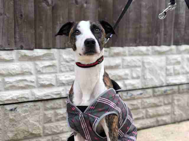 Taz - 4 year old female Lurcher cross Staffordshire Bull Terrier ...