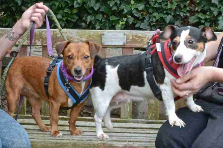 Leicester Animal Aid - Dogs for Adoption - dogsblog.com - Page 7 of 39