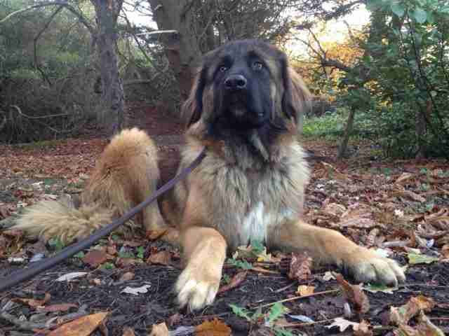 Keira - 18 month old female Leonberger available for adoption