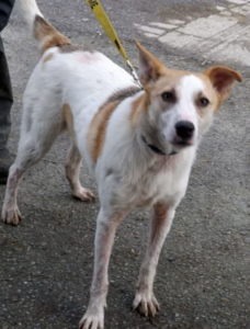 Freshfields Animal Rescue Centre North Wales - Dogs for Adoption ...