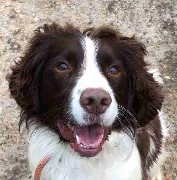 Louis - 4 year old male English Springer Spaniel available for adoption