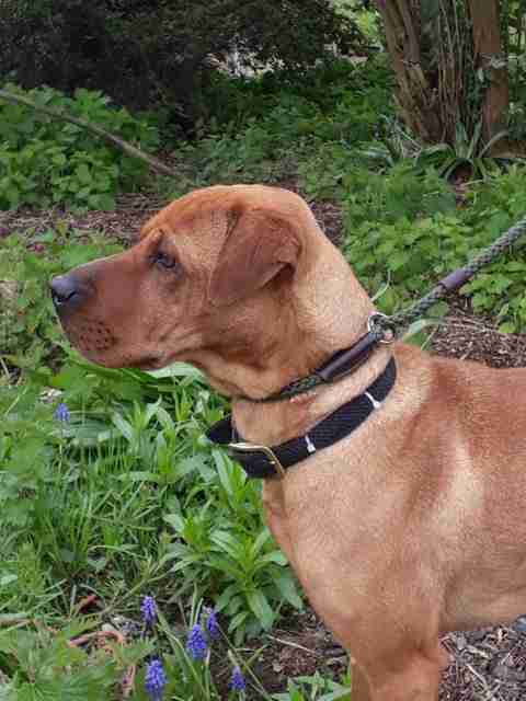 Dootsa - 4 year old female Shar-Pei cross Labrador available for adoption