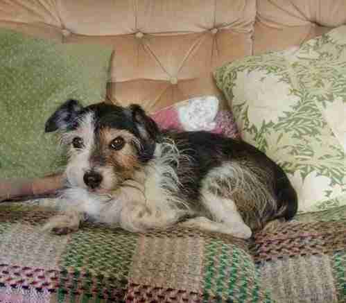 The Oldies Club - Dogs for Adoption - dogsblog.com - Page 8 of 51