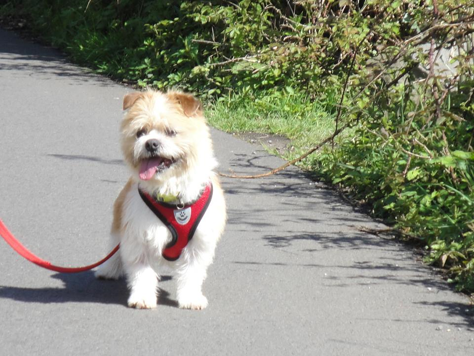 Tedi – 20 month old male Yorkshire Terrier cross Pug dog for adoption