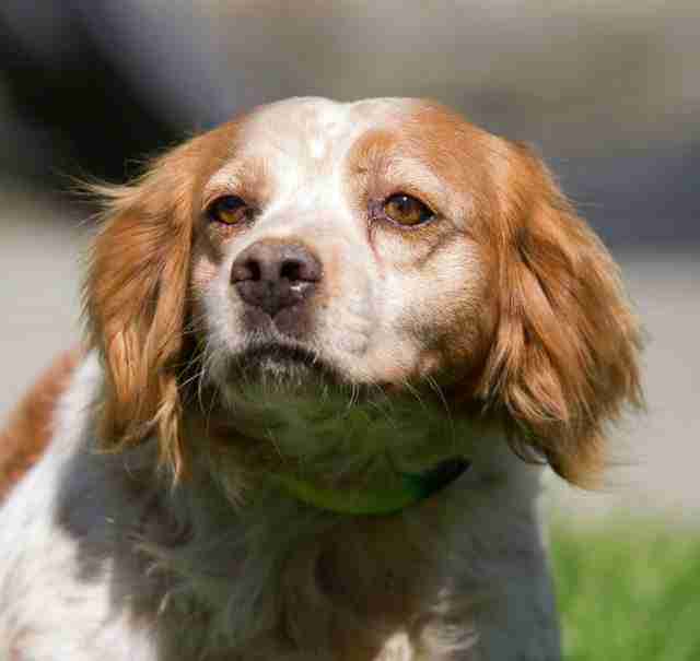 Jara - 8 year old female Brittany Spaniel available for adoption