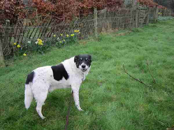 The Oldies Club - Dogs for Adoption - dogsblog.com - Page 8 of 51