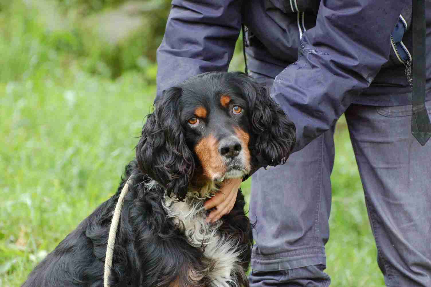 Troy - 7 year old male Gordon Setter available for adoption