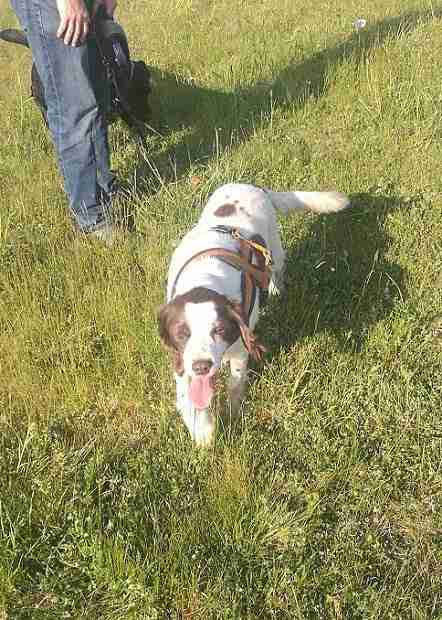 Posts by The Oldies Club | Dogs for Adoption & Rescue - DogsBlog.com