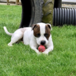 American Bulldog Cross Dogs for Adoption and Rescue