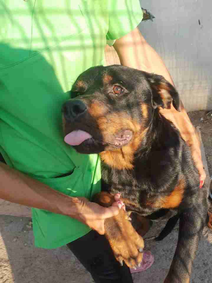 Buster - 2 year old male Rottweiler available for adoption