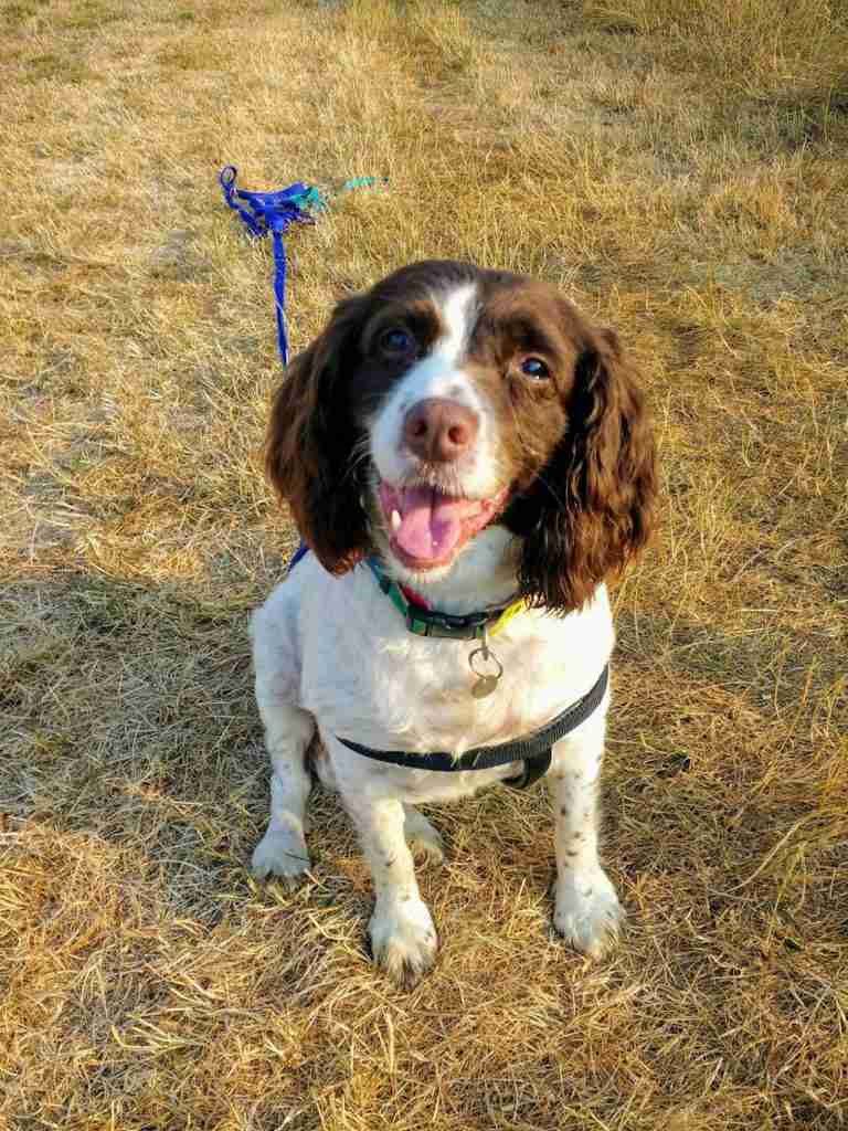 Angel - 11 year old female English Springer Spaniel available for adoption